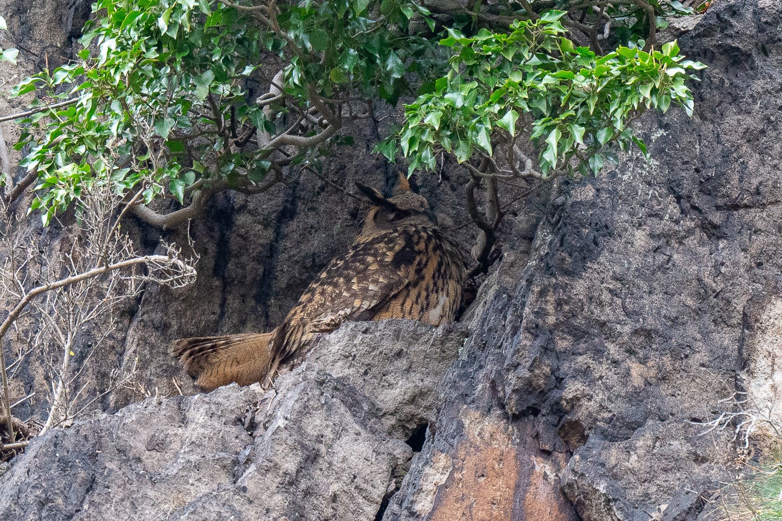 More Rewarding Rock Outcrops near Bonn - 10,000 Birds