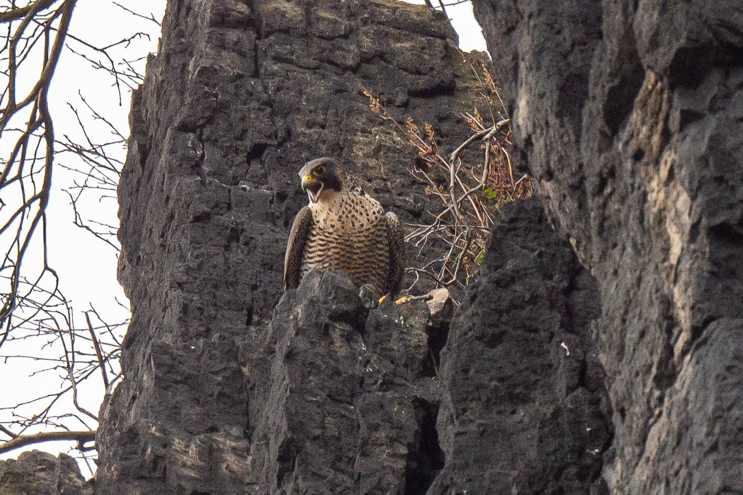 More Rewarding Rock Outcrops near Bonn - 10,000 Birds