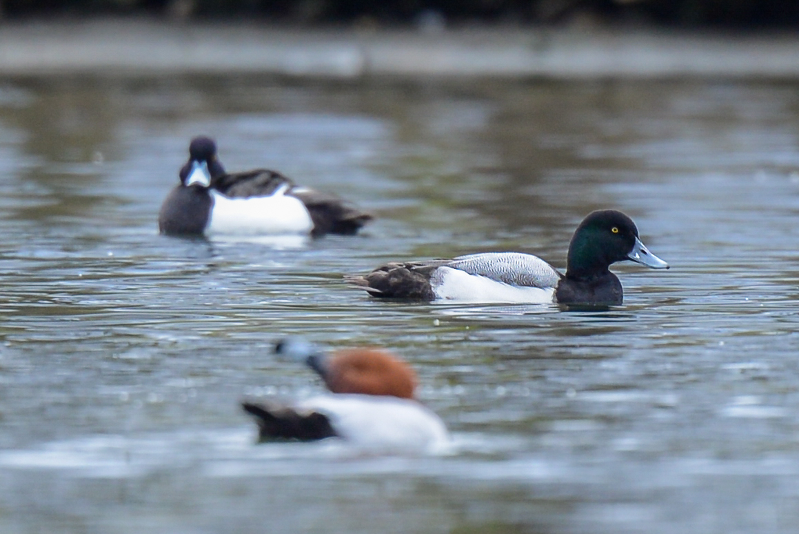More Winter Birding in Bonn - 10,000 Birds