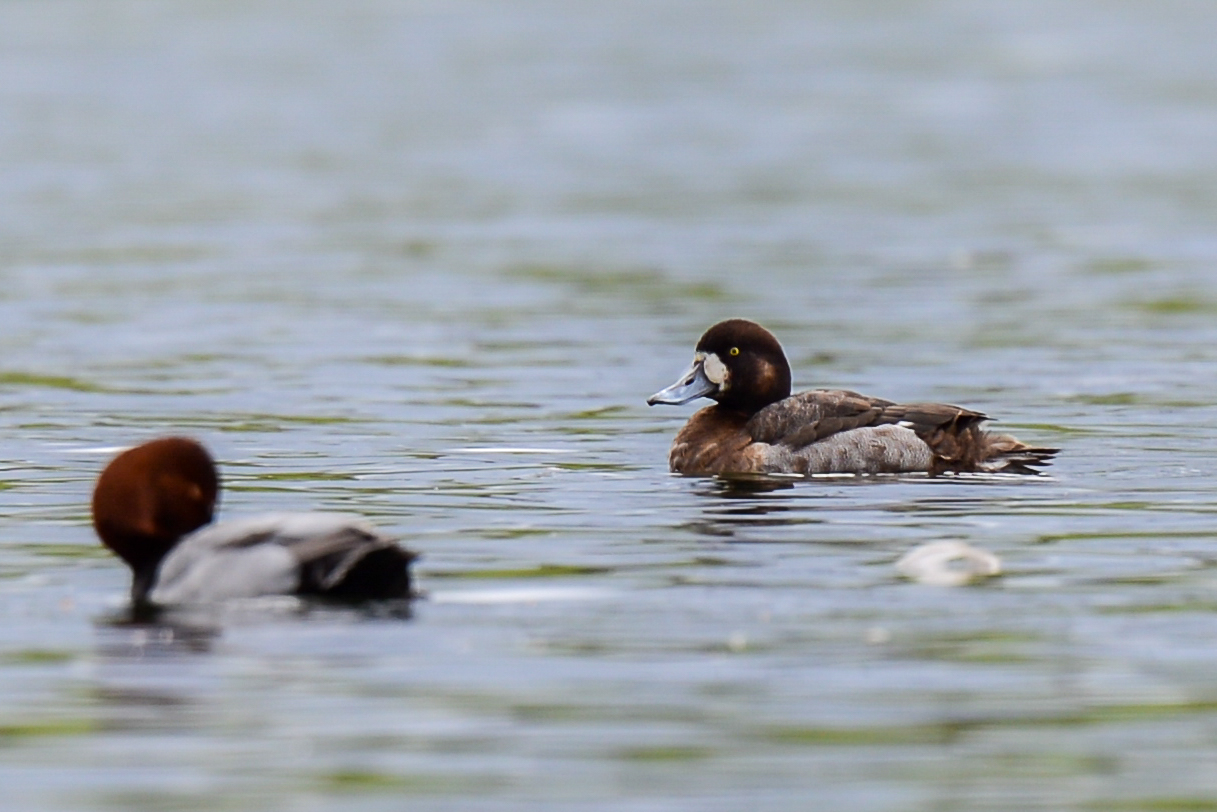 More Winter Birding in Bonn - 10,000 Birds