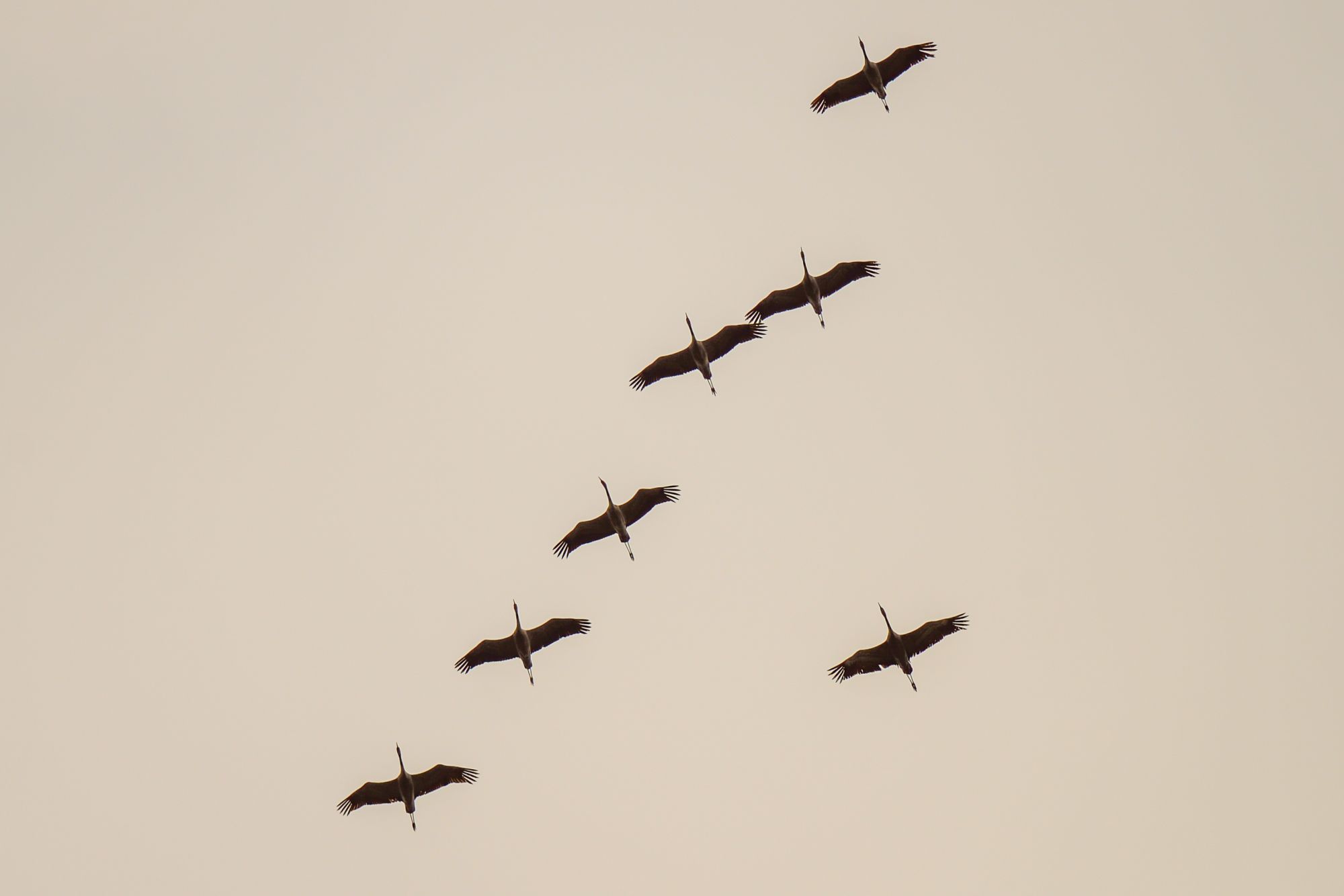 More Winter Birding in Bonn - 10,000 Birds