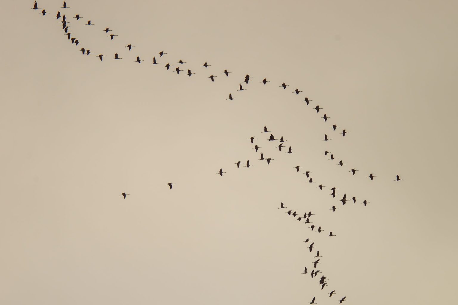More Winter Birding in Bonn - 10,000 Birds