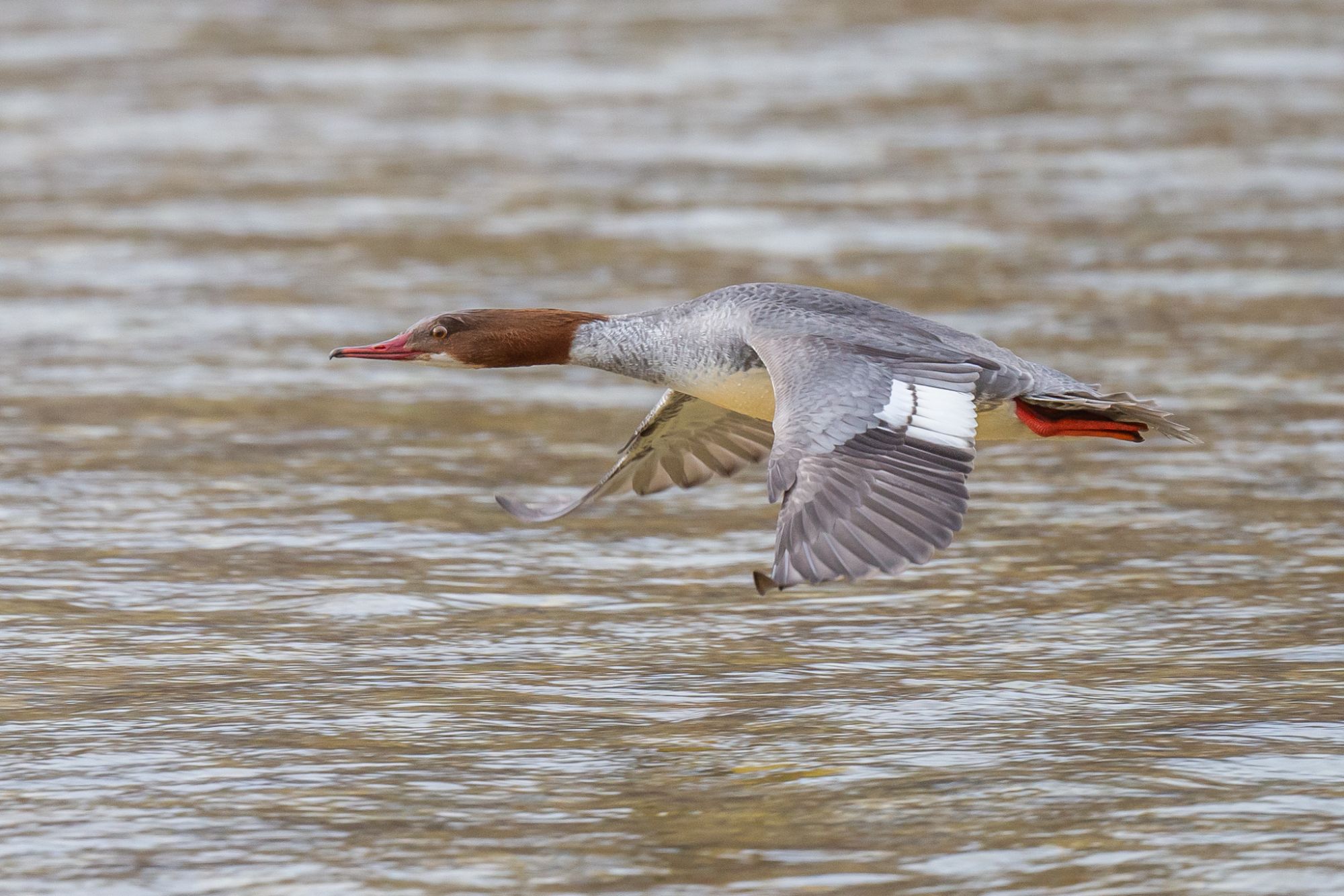 Late Winter Birding in Munich - 10,000 Birds