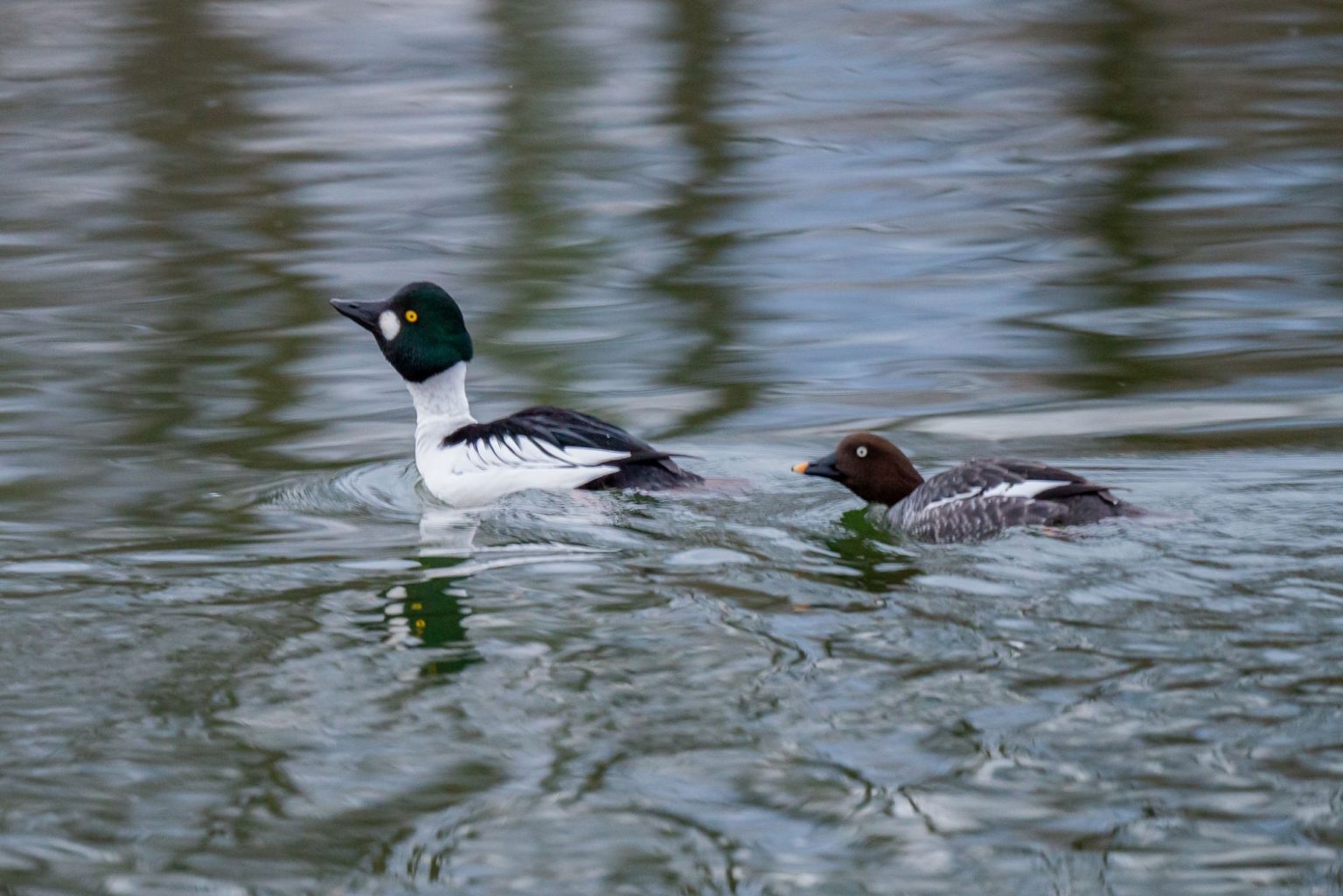 Late Winter Birding in Munich - 10,000 Birds