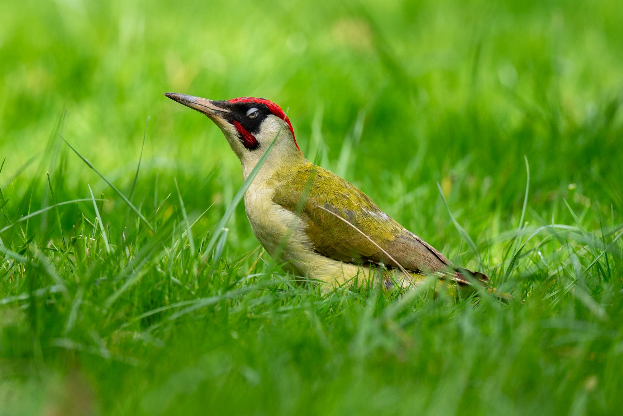 Springtime in Bonn - 10,000 Birds