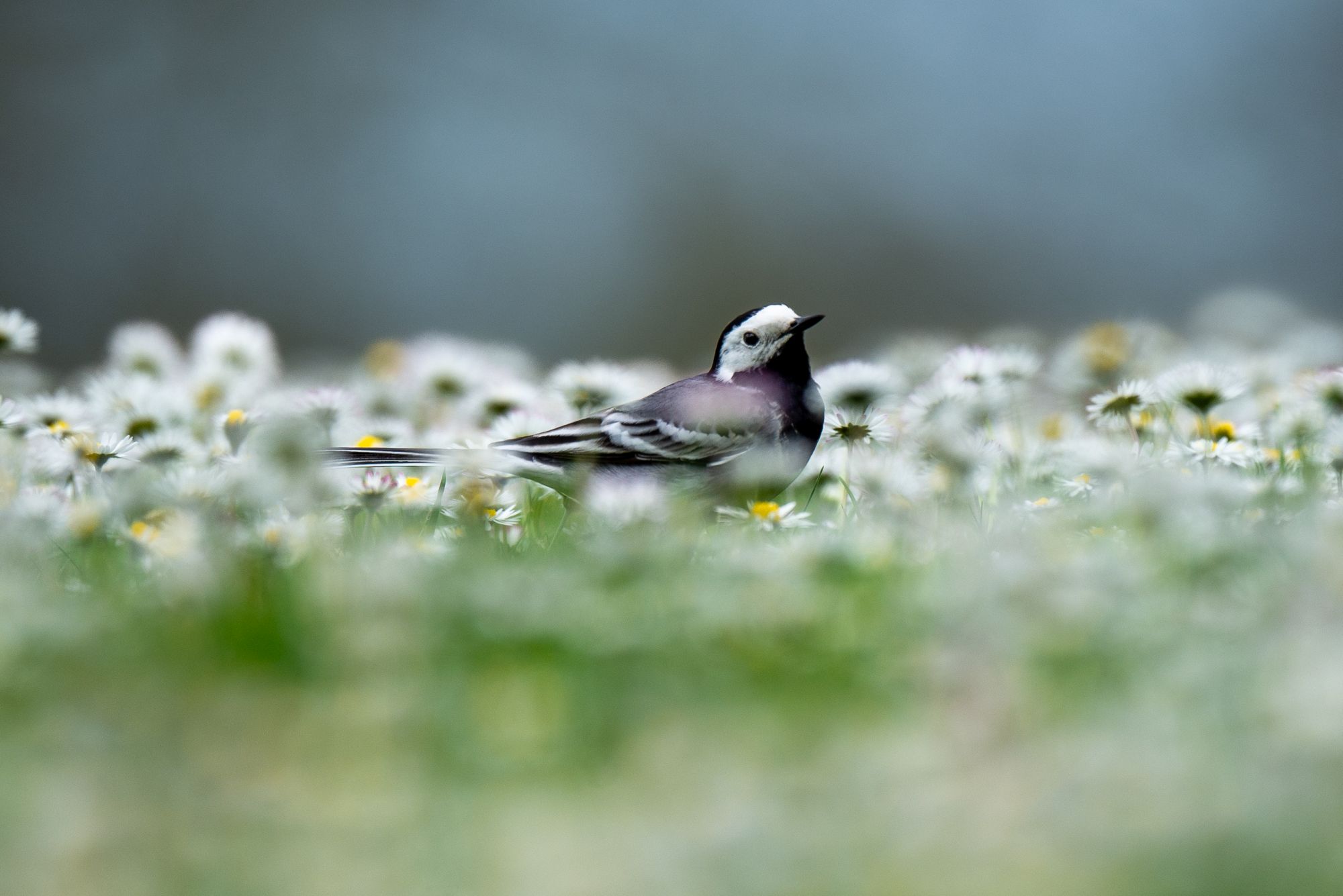 Springtime in Bonn - 10,000 Birds