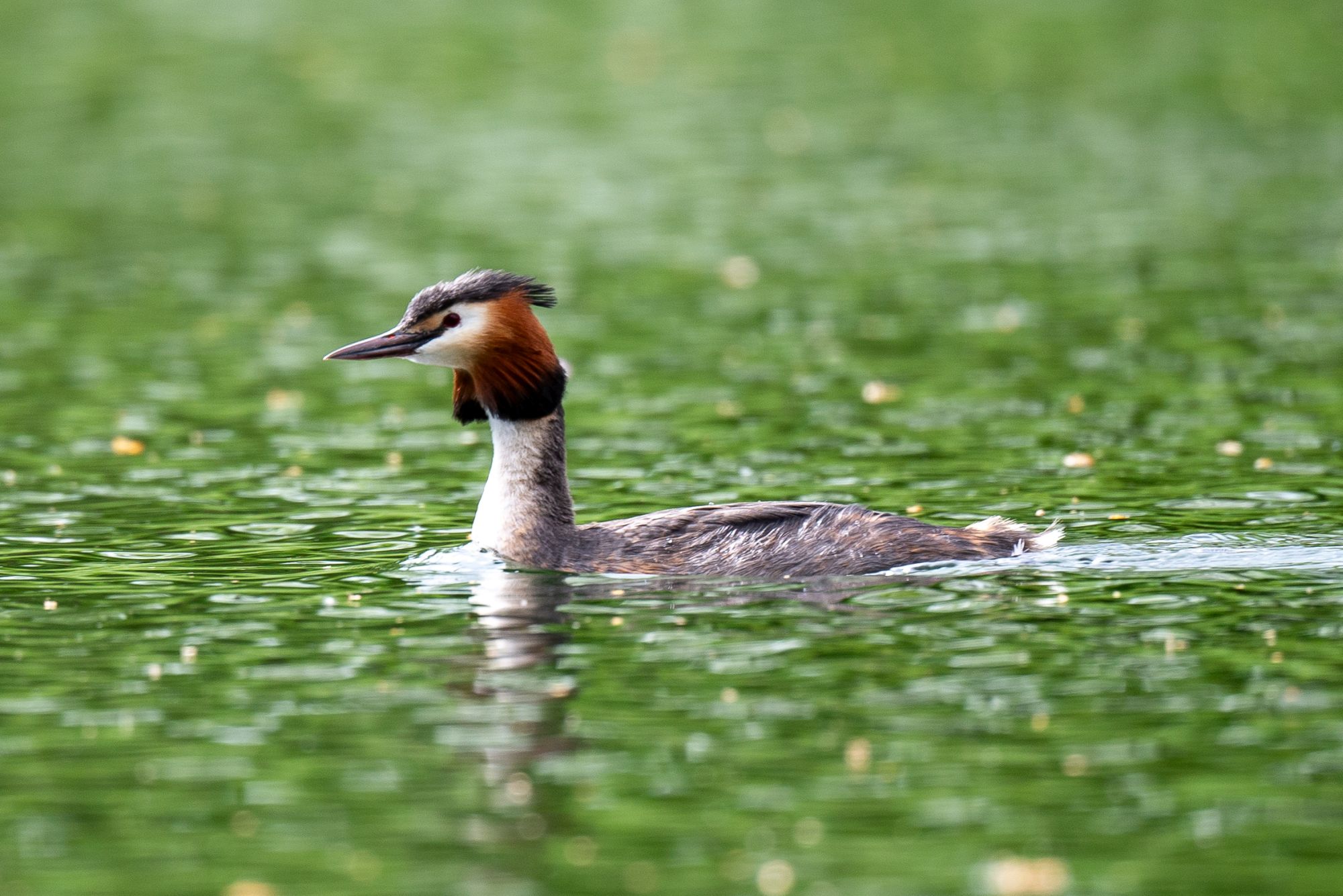Springtime in Bonn - 10,000 Birds