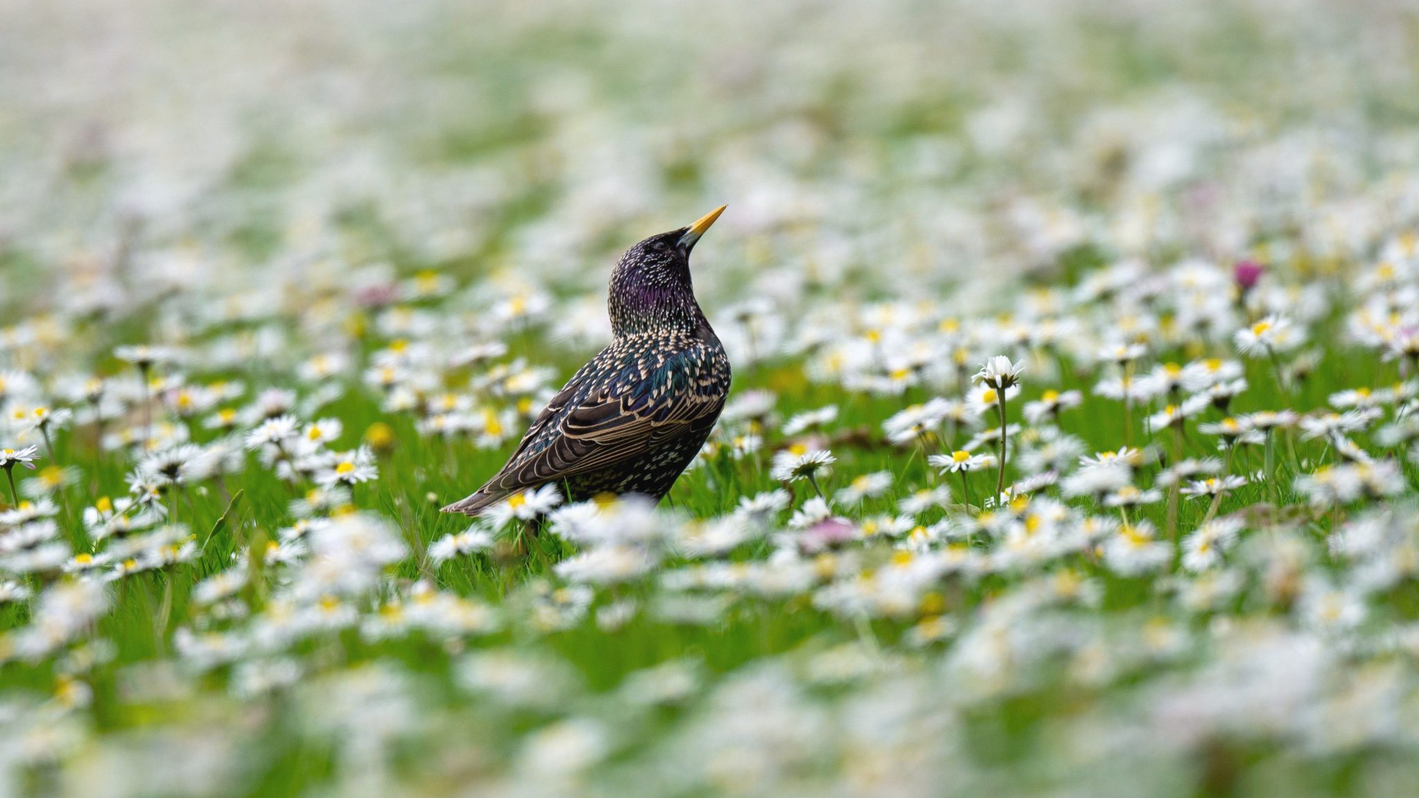 Springtime in Bonn - 10,000 Birds