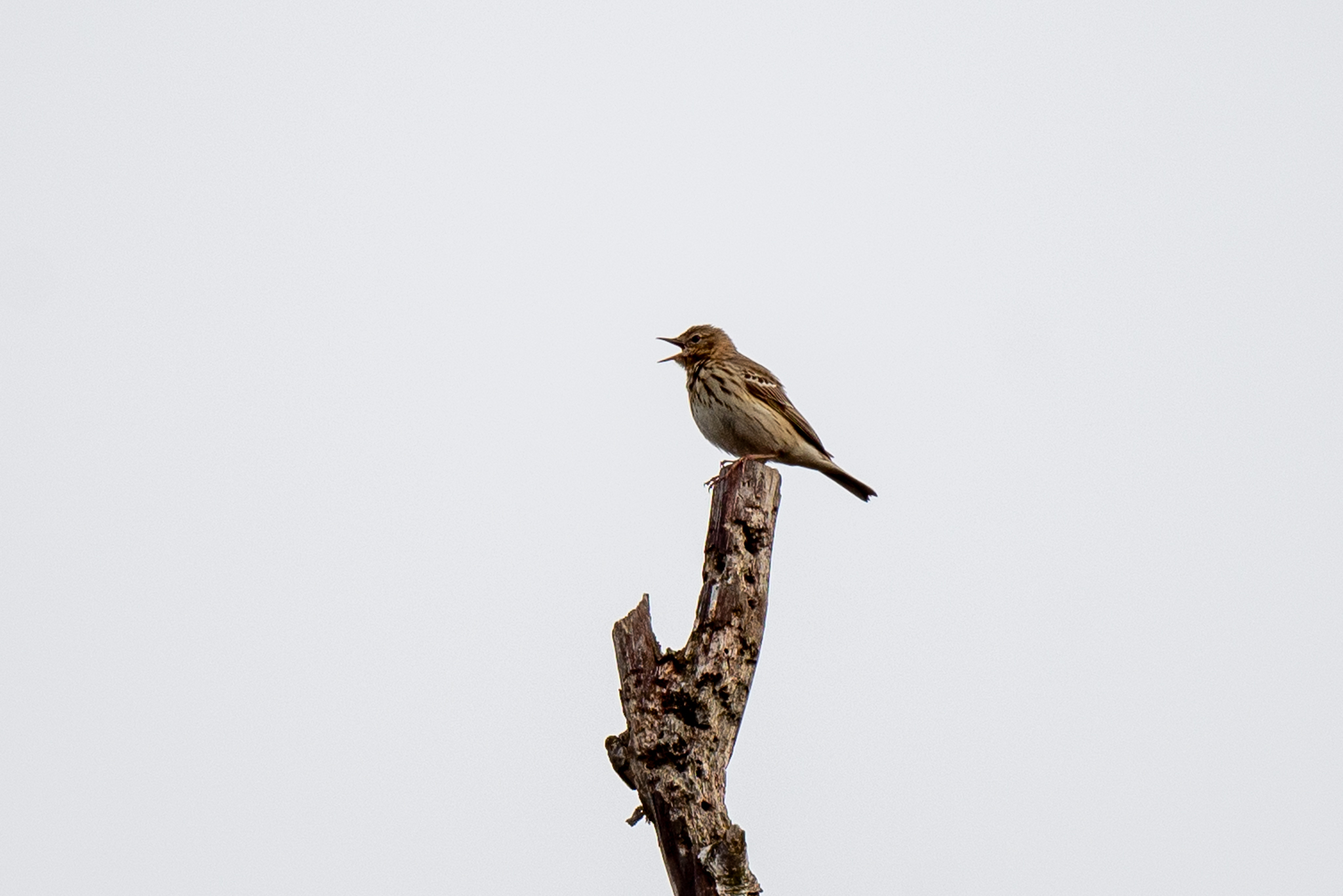 A Healthy Dose of Heath - 10,000 Birds
