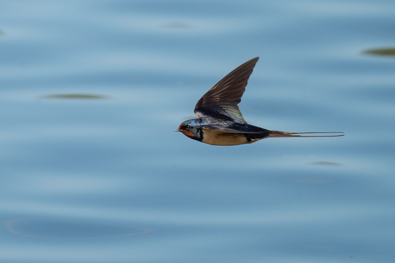 Backyard Birding in Bonn - 10,000 Birds
