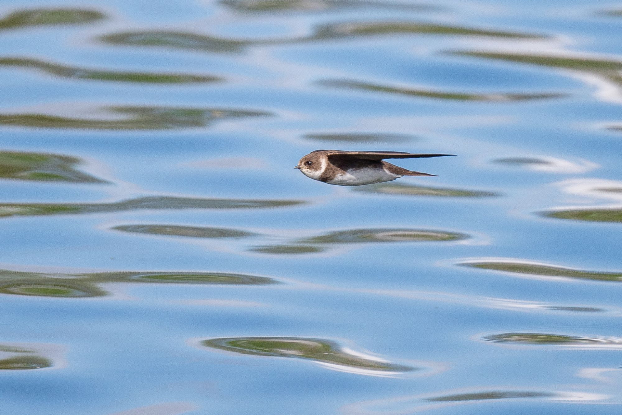 Backyard Birding in Bonn - 10,000 Birds