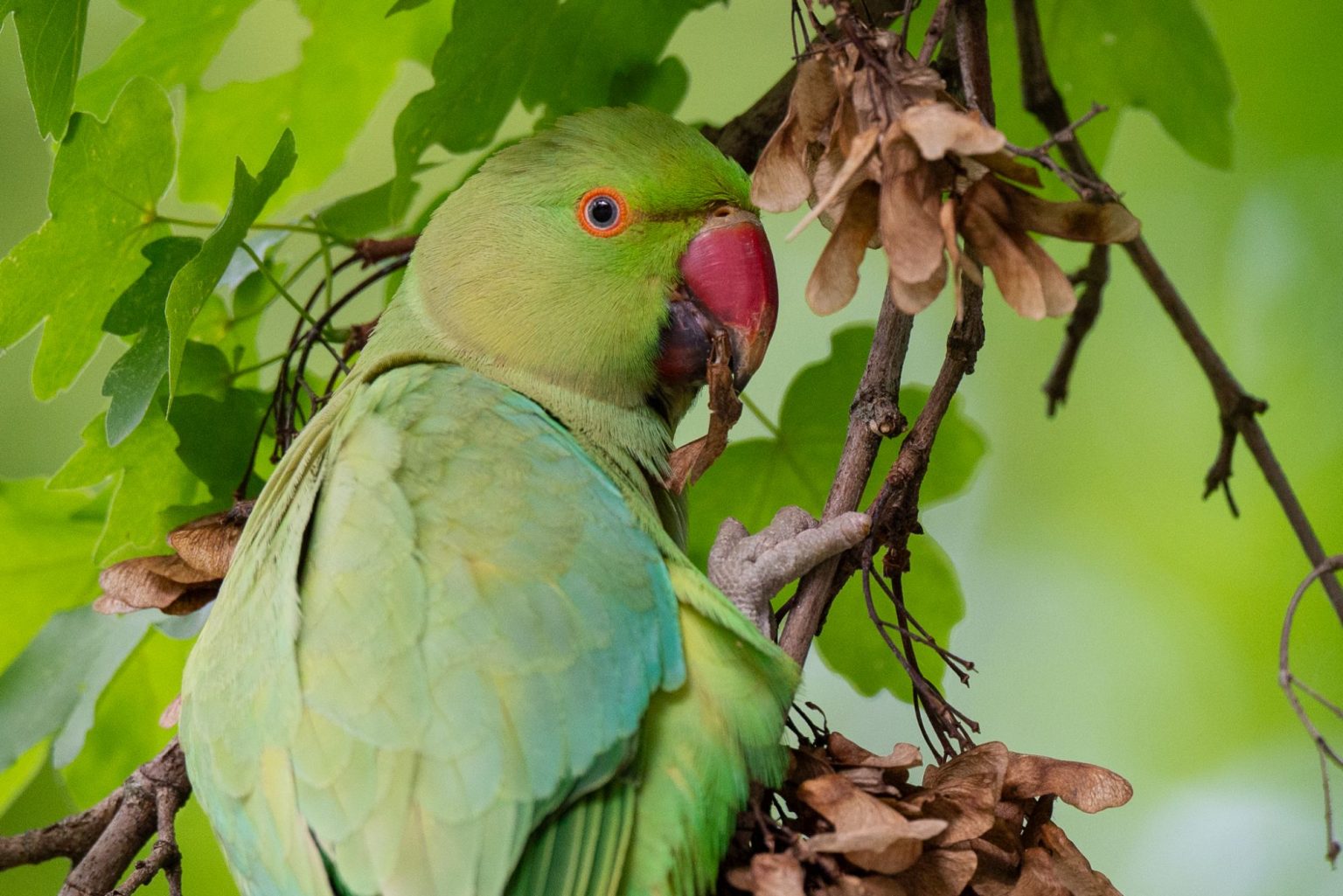 Backyard Birding in Bonn - 10,000 Birds