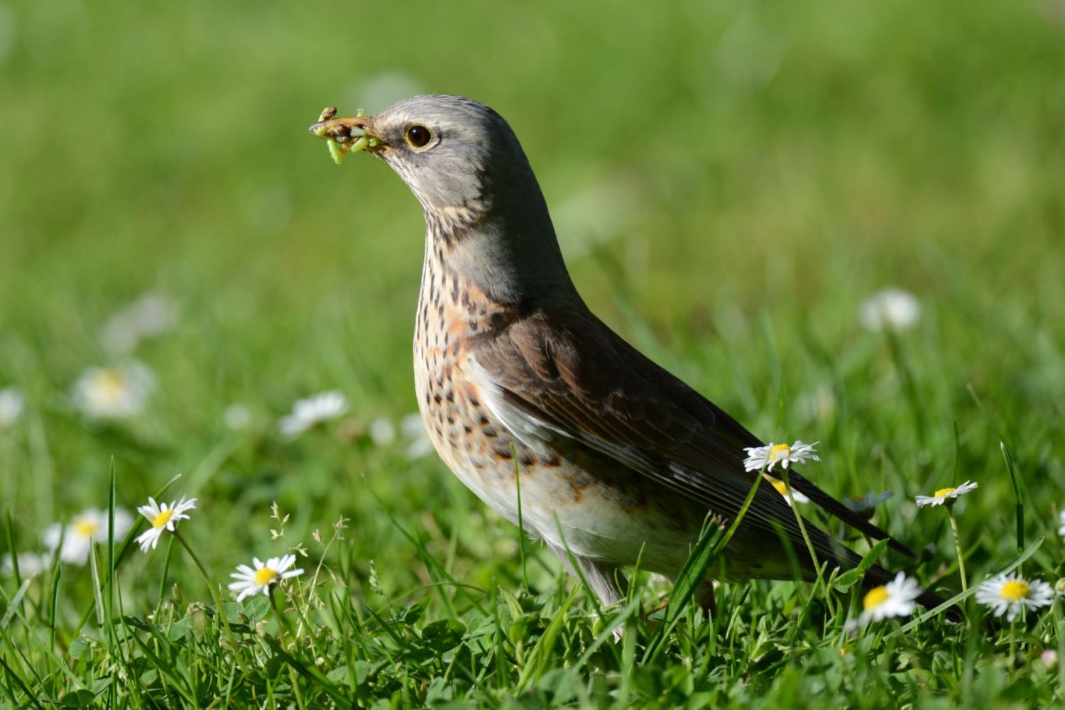 Backyard Birding in Bonn - 10,000 Birds
