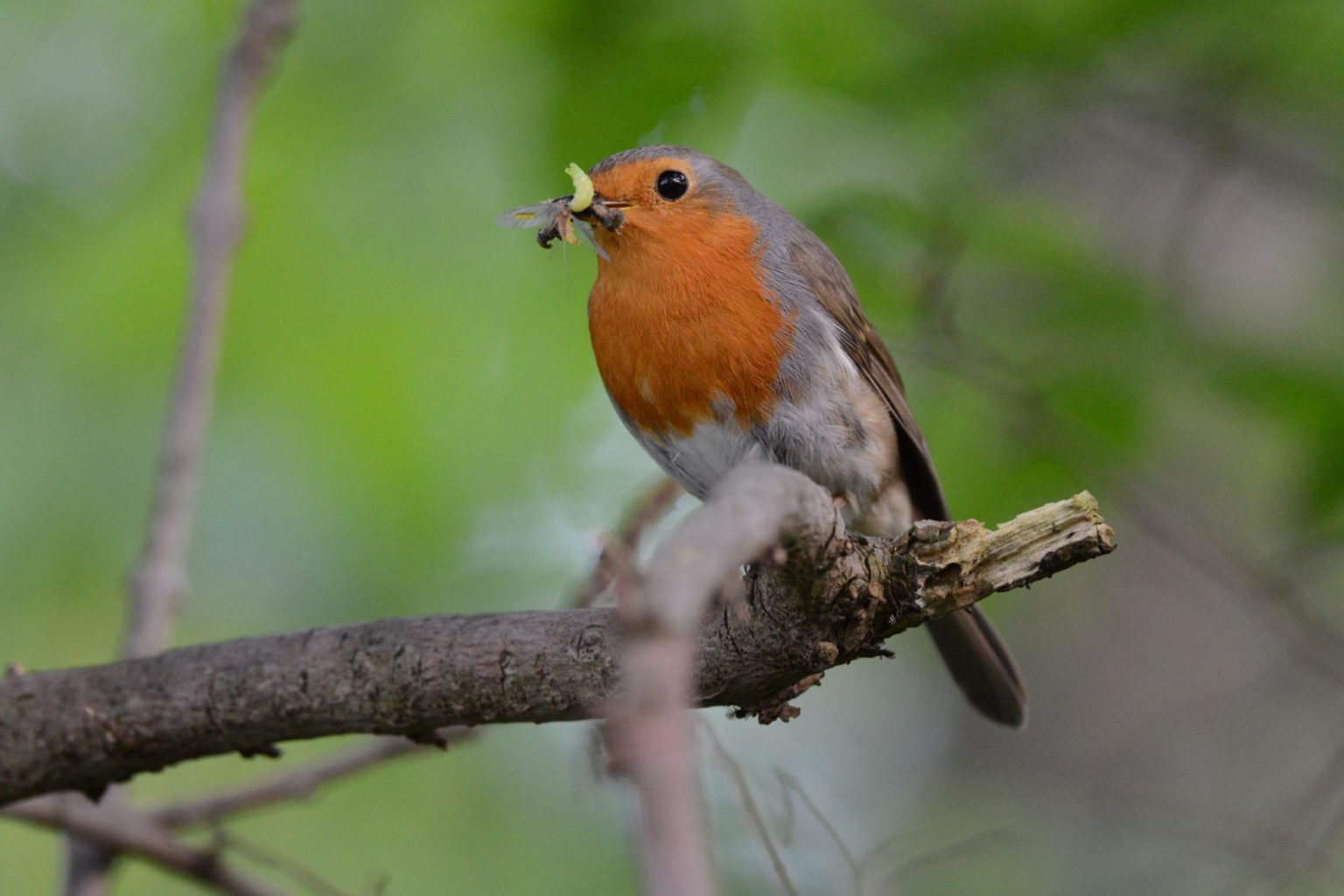 Backyard Birding in Bonn - 10,000 Birds