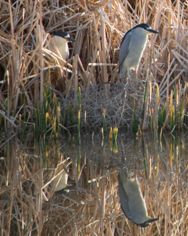 Chronic Exposure in Colorado - 10,000 Birds