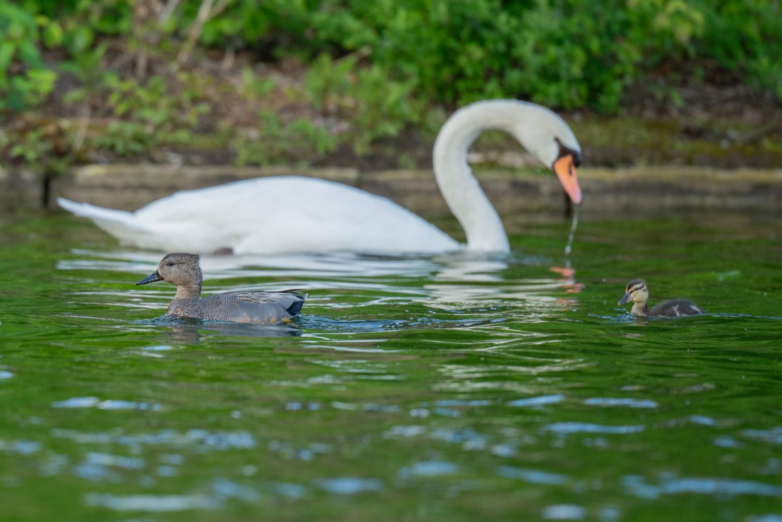 Backyard Birding in Bonn - 10,000 Birds