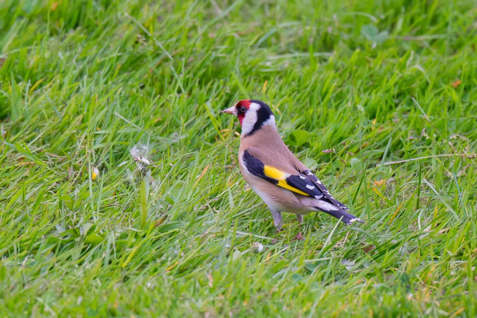 Backyard Birding in Bonn - 10,000 Birds