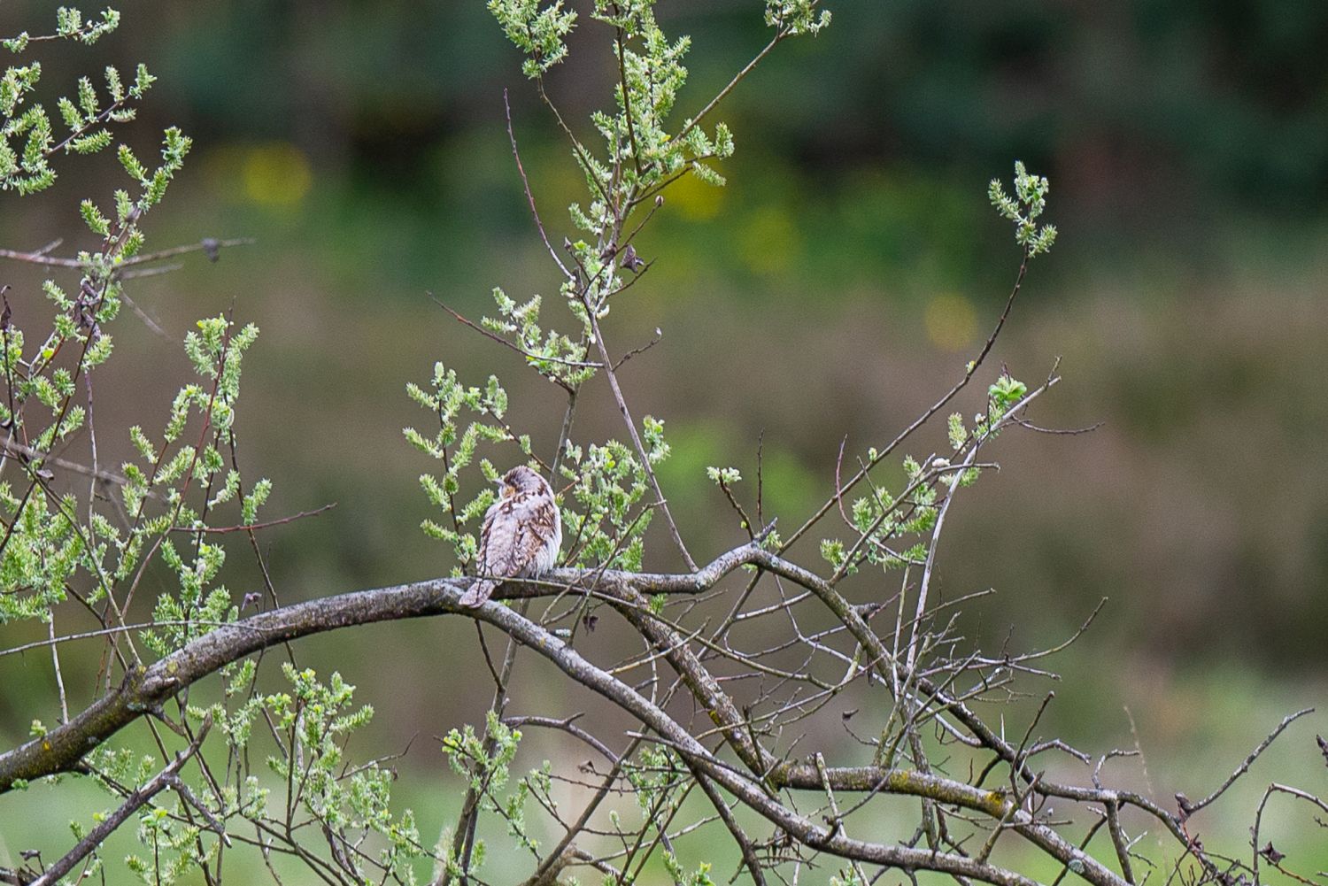 More Heath Birding around Bonn - 10,000 Birds