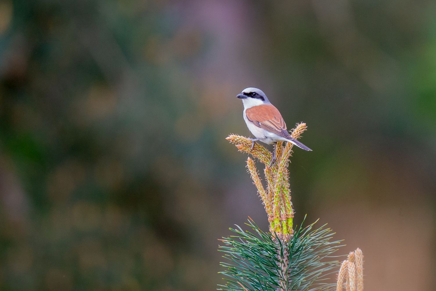 More Heath Birding around Bonn - 10,000 Birds