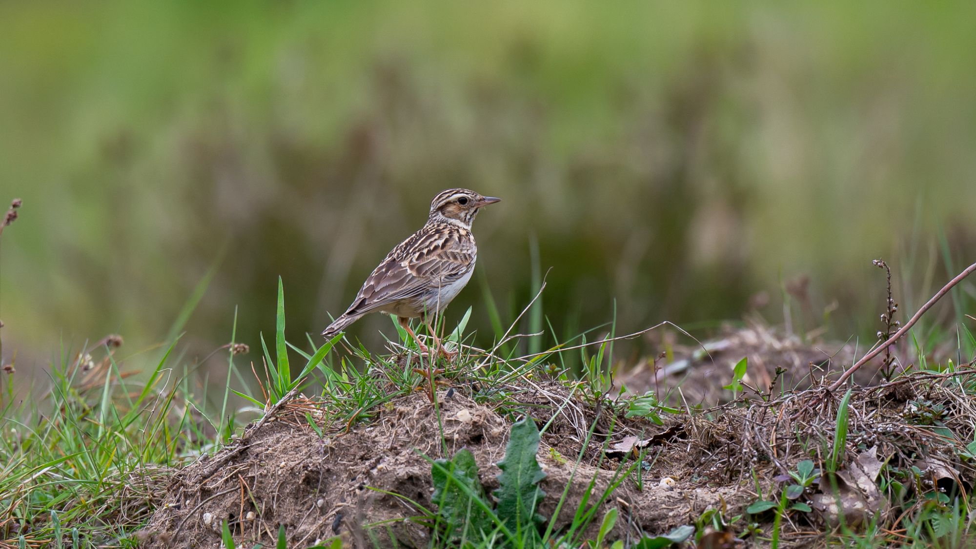 More Heath Birding around Bonn - 10,000 Birds