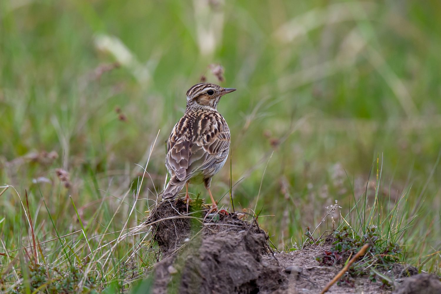 More Heath Birding around Bonn - 10,000 Birds