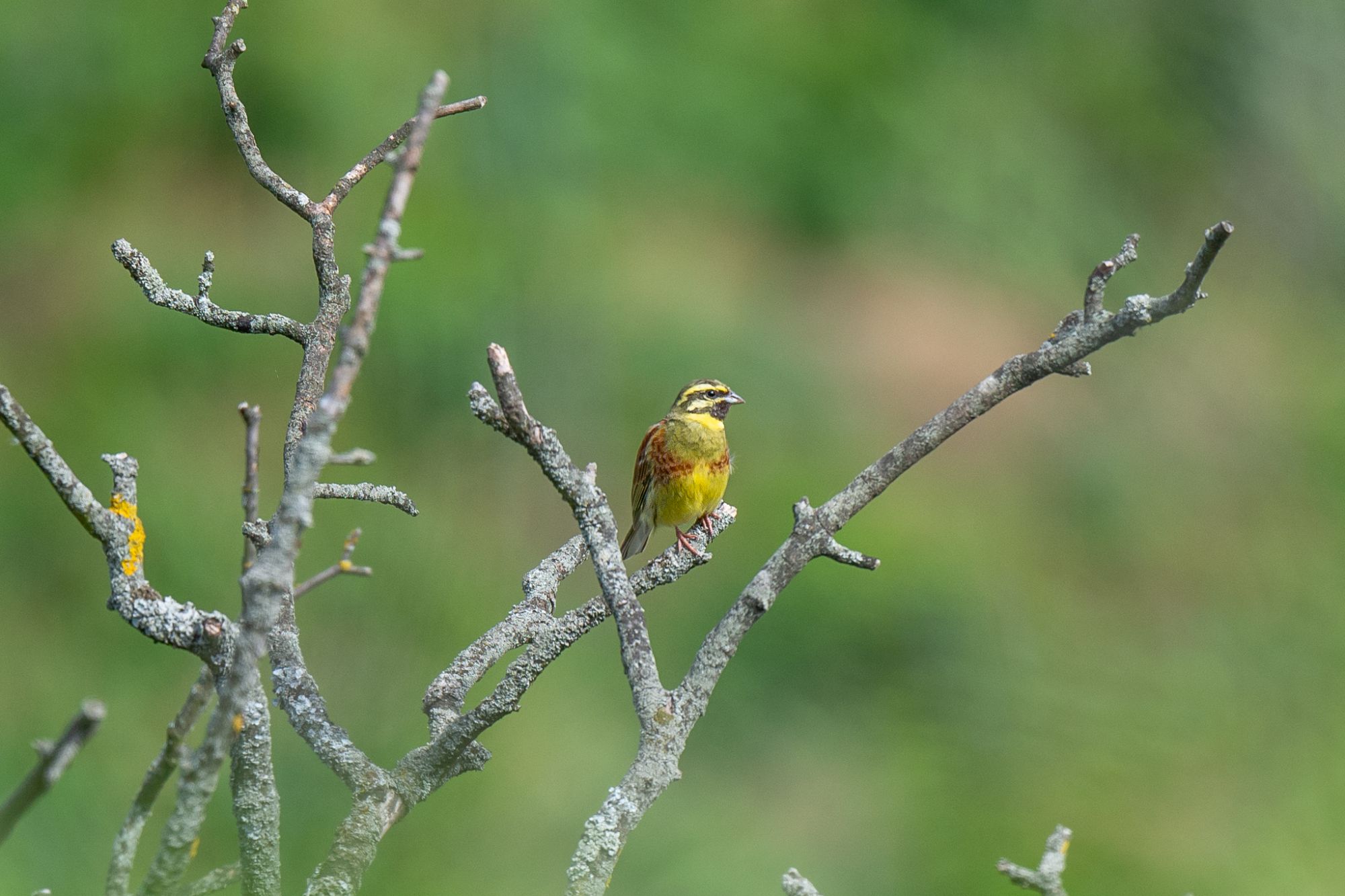 Bunting Banter near Bonn - 10,000 Birds