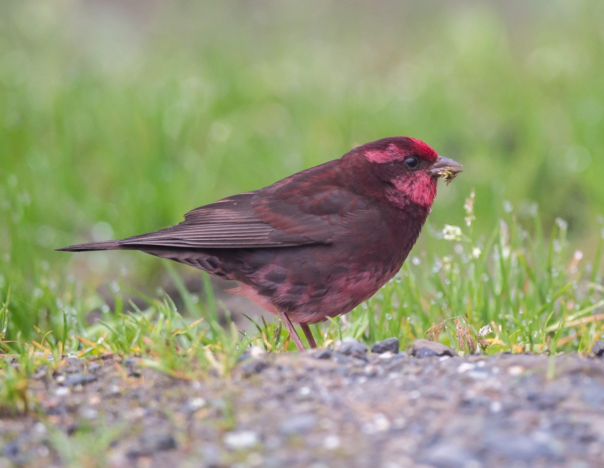 Birding Balangshan, Sichuan, China (part 2) - 10,000 Birds