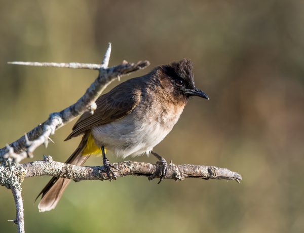 Pycnonotidae: A Critical Review – 10,000 Birds