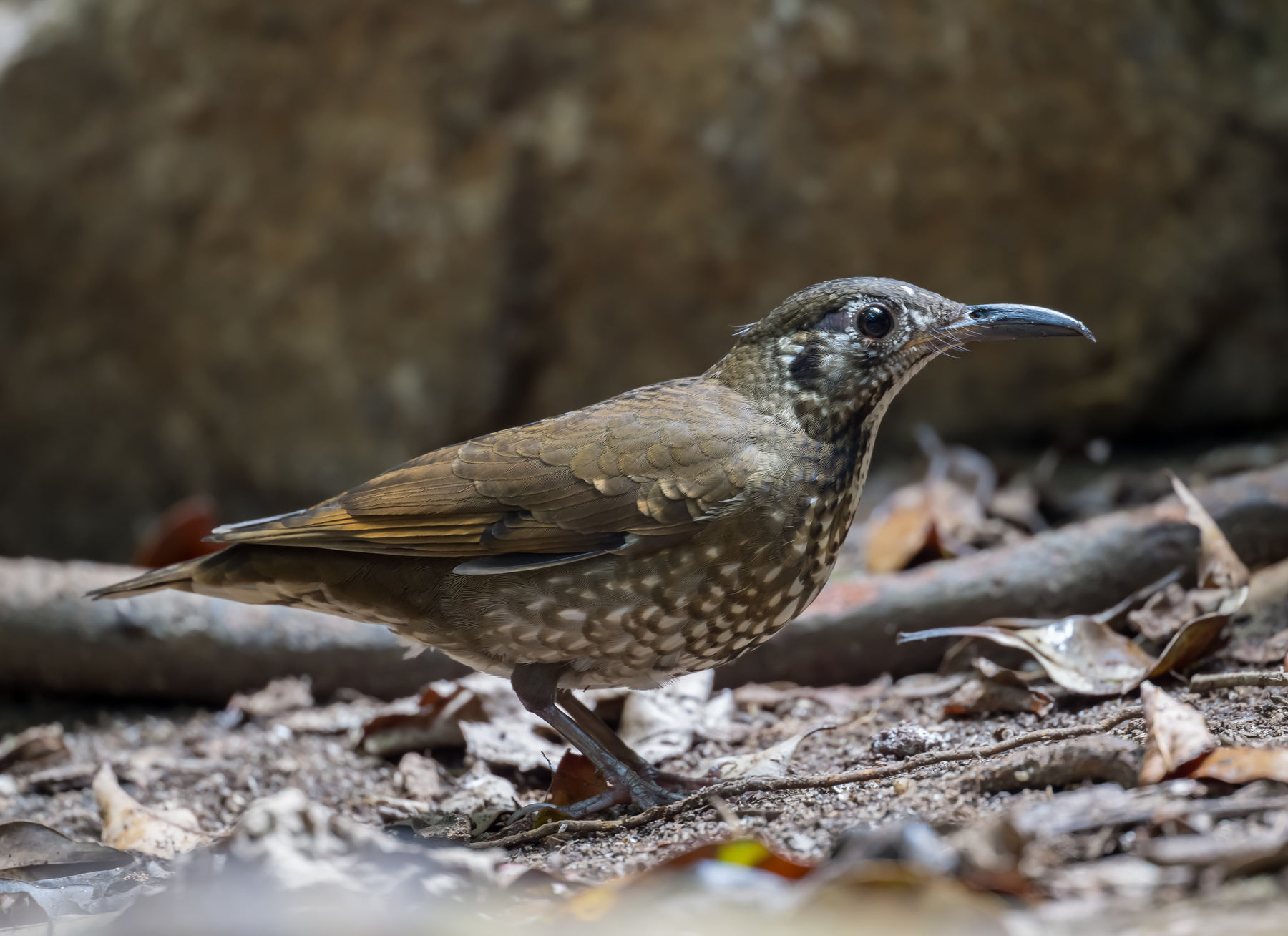 Birding Dalat, Vietnam (Part 1) - 10,000 Birds