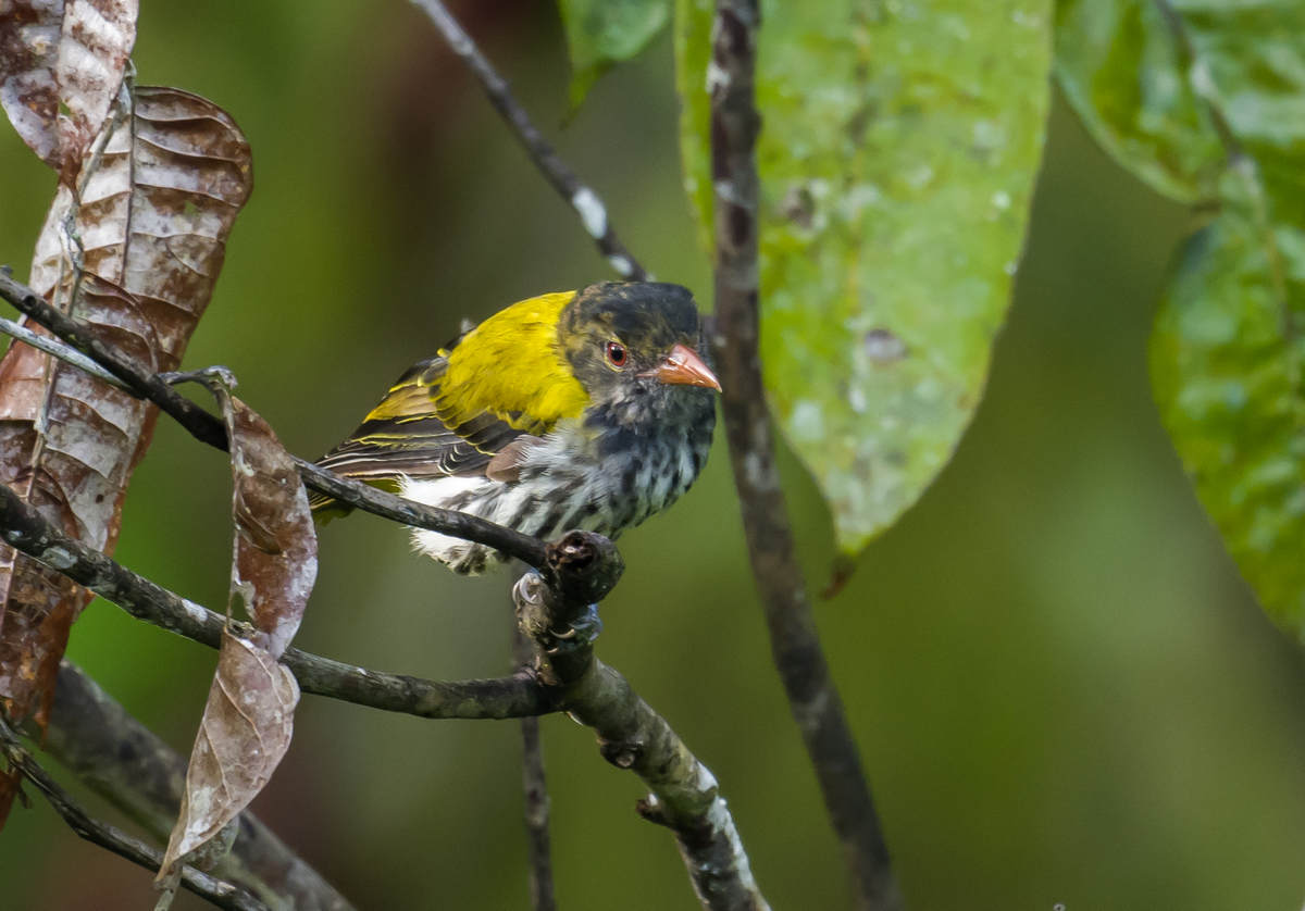 Birding Sepilok, Borneo (Part 3) - 10,000 Birds