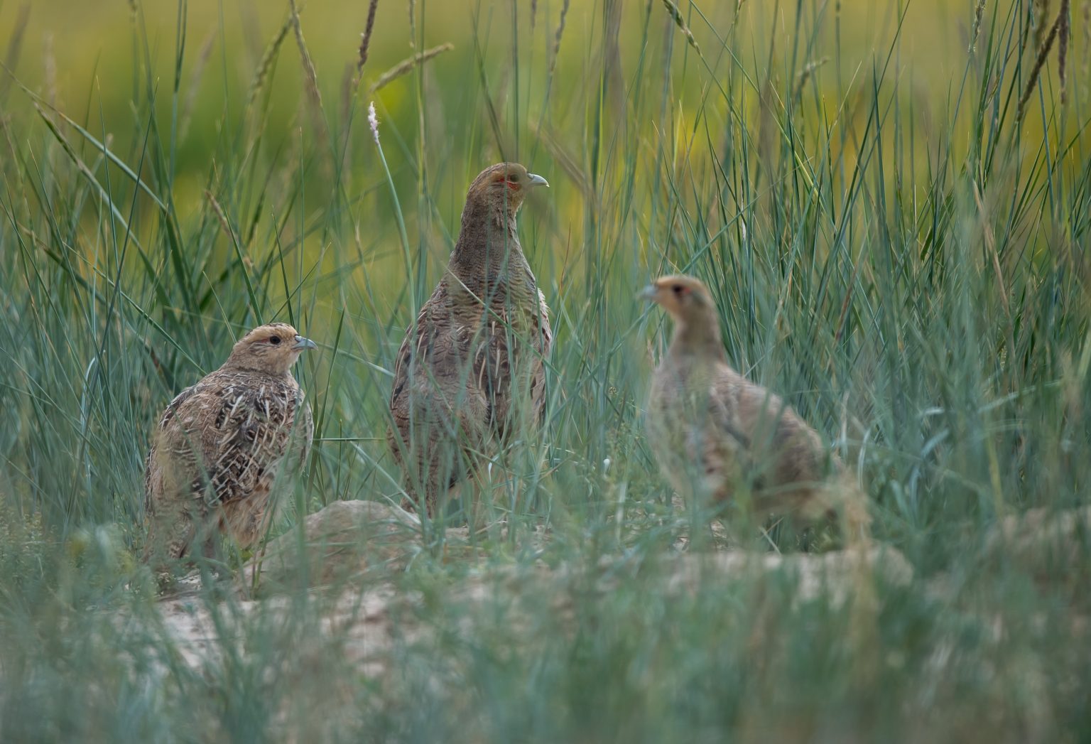 Birding around Chaka, Qinghai, China - 10,000 Birds