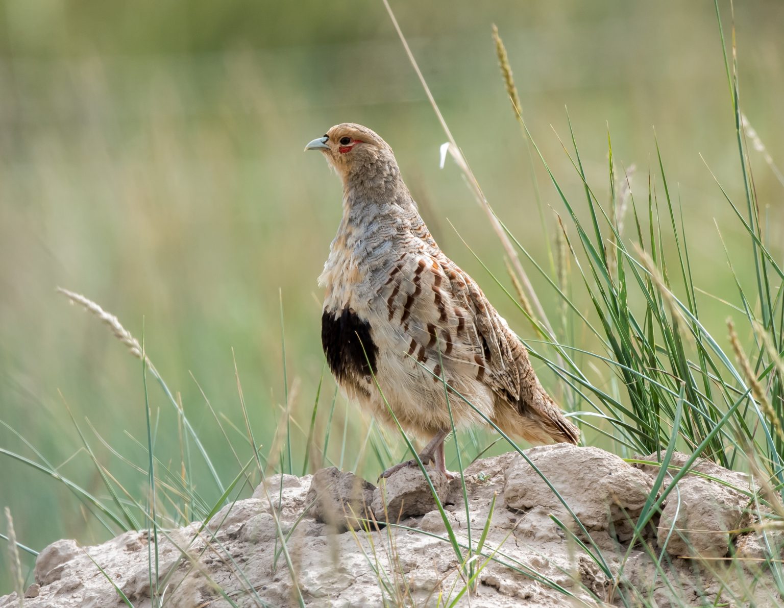 Birding around Chaka, Qinghai, China - 10,000 Birds