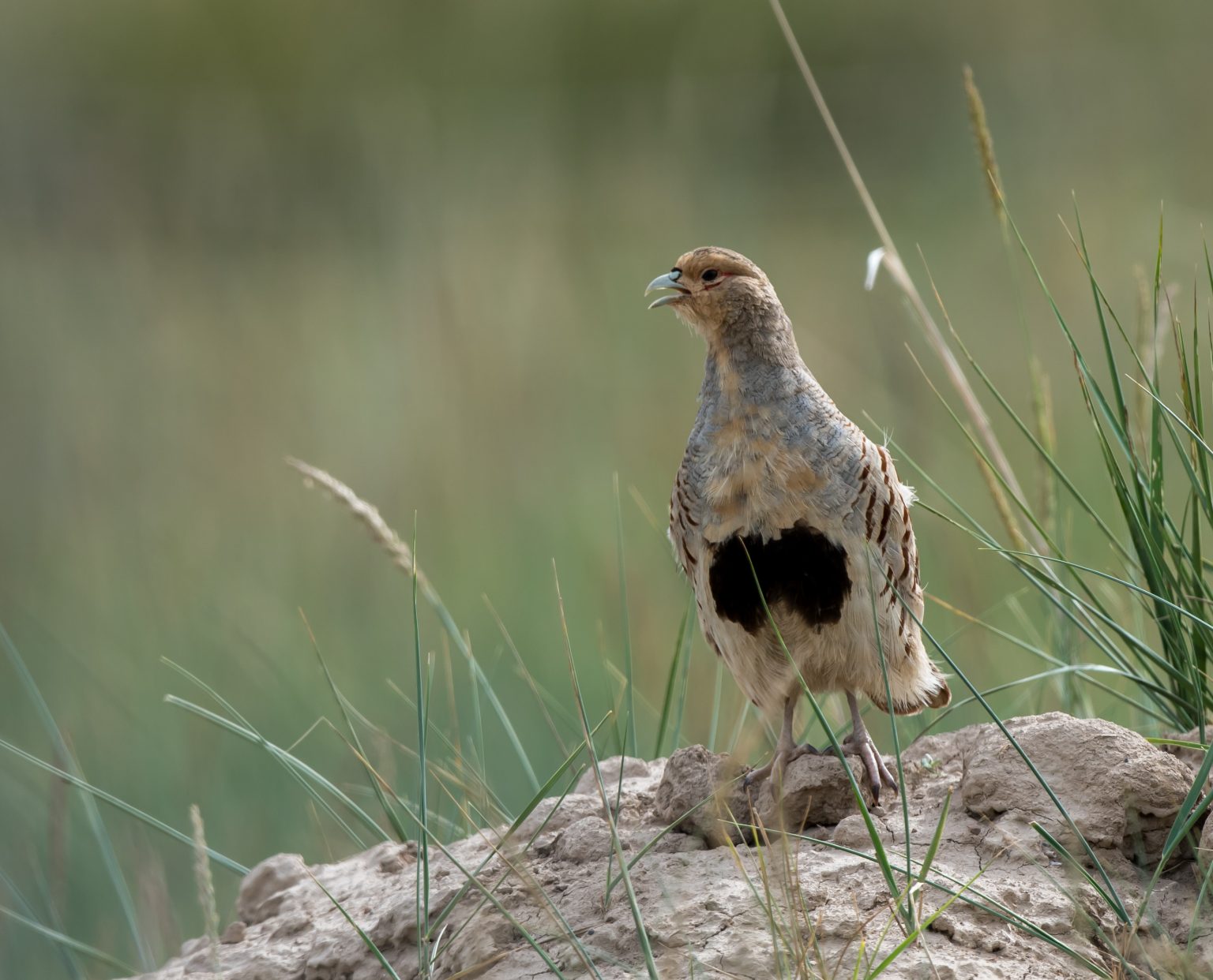 Birding around Chaka, Qinghai, China - 10,000 Birds