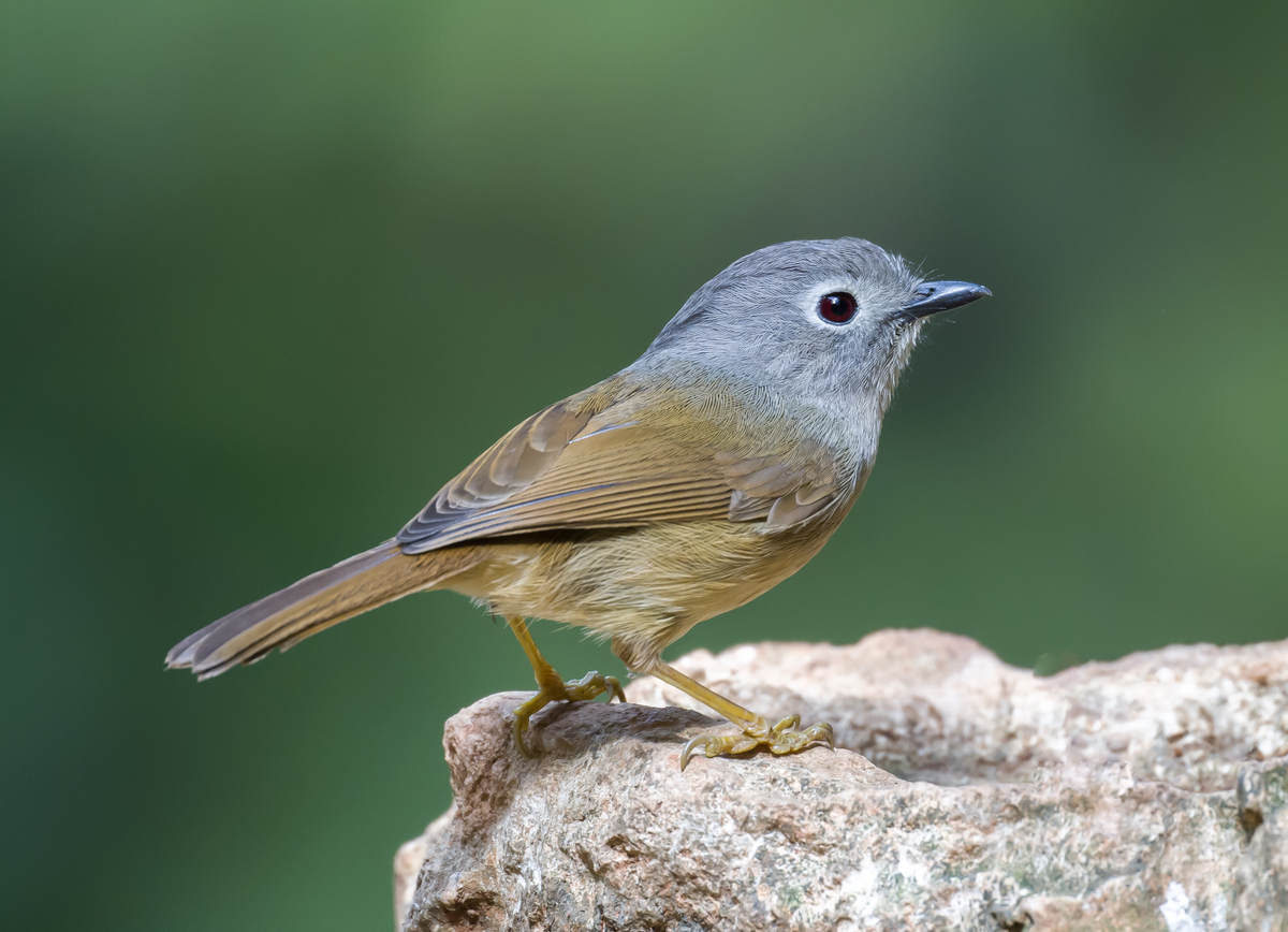 Birding Nonggang, Guangxi, China - part 1 - 10,000 Birds