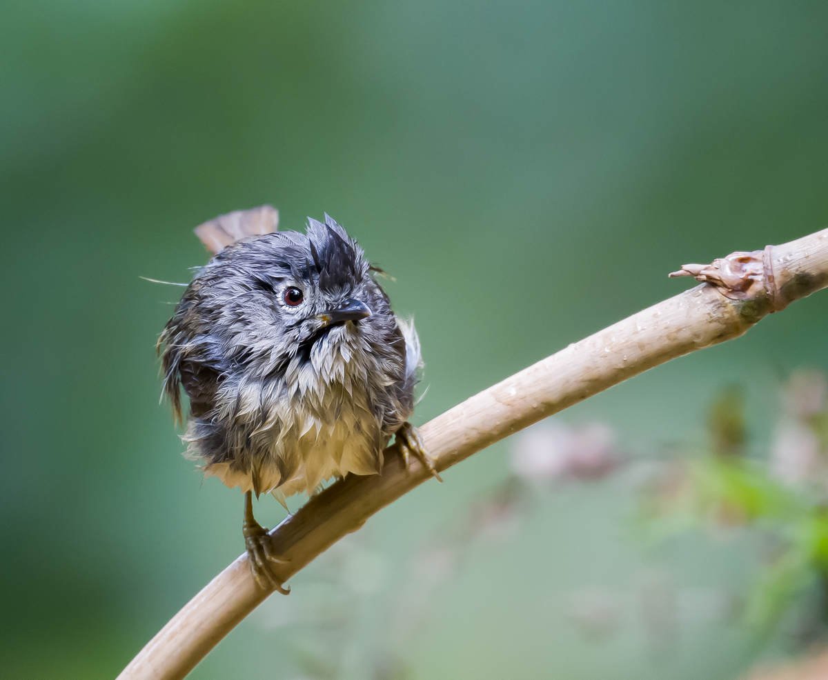 Birding Nonggang, Guangxi, China - Part 1 - 10,000 Birds