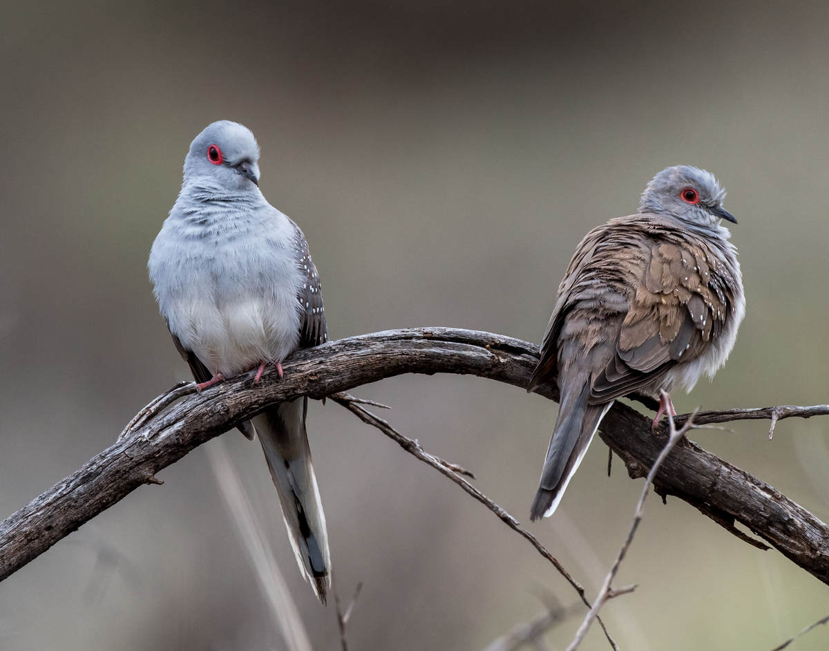 15 Australian Birds (Episode 5) - 10,000 Birds