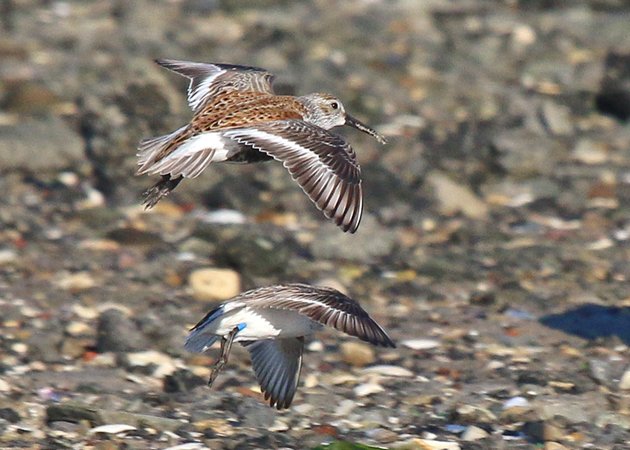 Breeding Plumaged Dunlin - 10,000 Birds