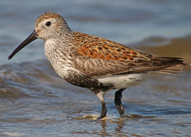 Breeding Plumaged Dunlin - 10,000 Birds