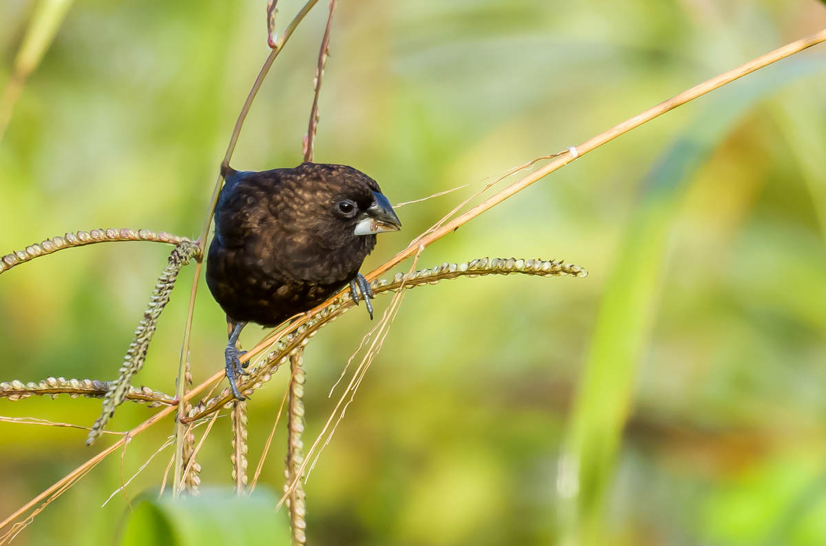 Birding Kota Kinabalu, Borneo: Rice Paddies - 10,000 Birds