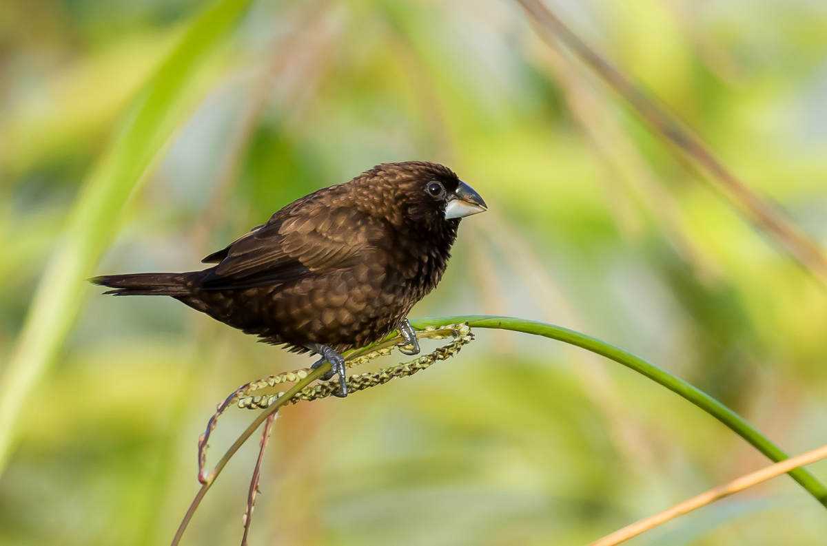 Birding Kota Kinabalu, Borneo: Rice Paddies - 10,000 Birds