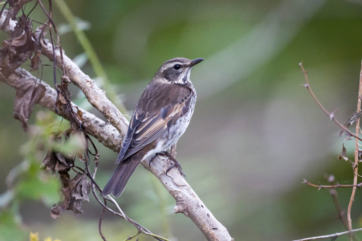 Birding Shanghai in November 2022 - 10,000 Birds