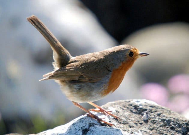 What is a Robin? - 10,000 Birds