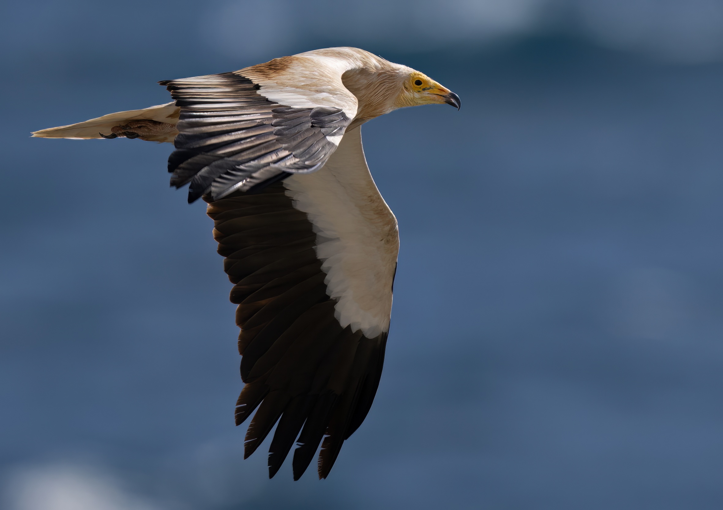 The Changing Fortunes of Europe’s Vultures – Part 3 The Egyptian ...