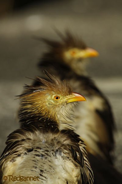 Guira Cuckoo - 10,000 Birds