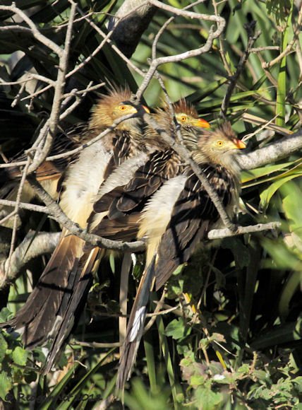 A Flock of Cuckoos - 10,000 Birds
