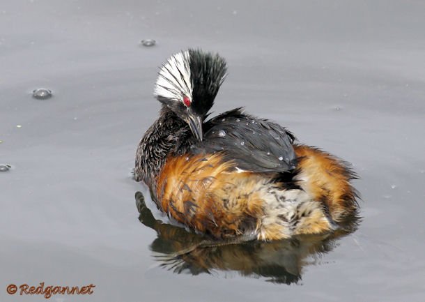 White-tufted Grebe - 10,000 Birds