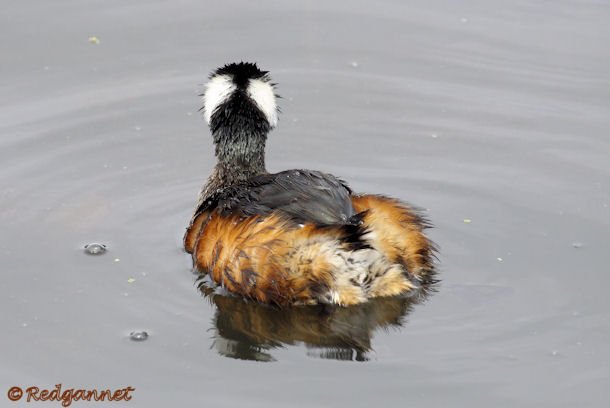 White-tufted Grebe - 10,000 Birds