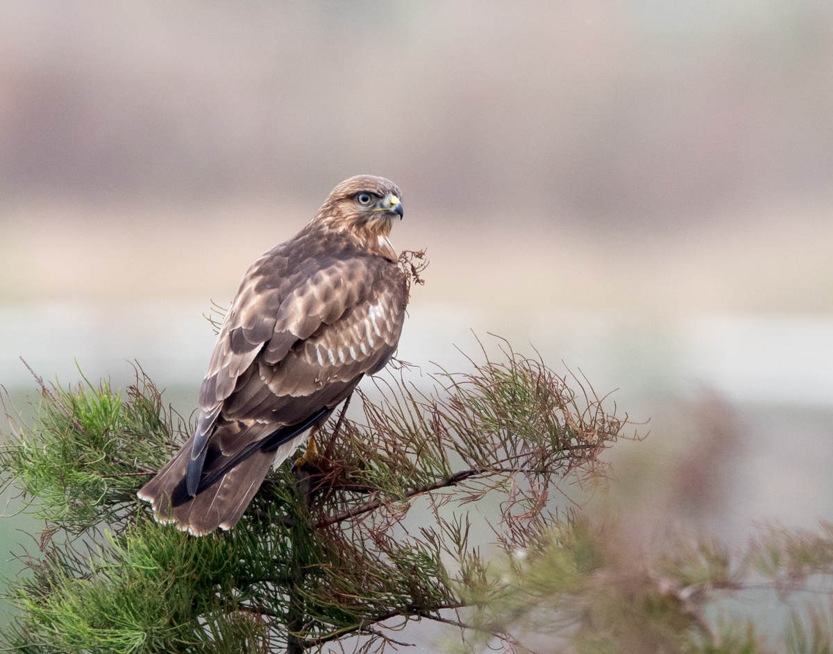 Raptors of Nanhui, Shanghai - 10,000 Birds