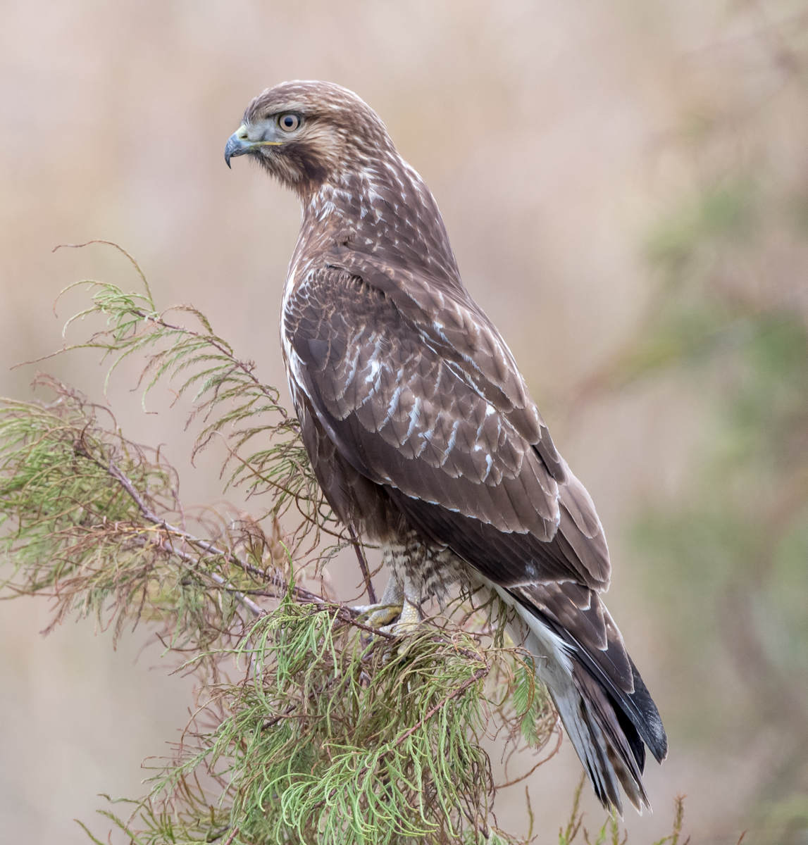Raptors of Nanhui, Shanghai - 10,000 Birds