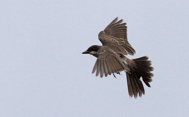 An Insect Hatch at Kissena Corridor Park - 10,000 Birds